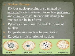 Cell injury etiology and pathogenesis | PPTX