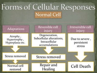 Cell injury etiology and pathogenesis | PPTX