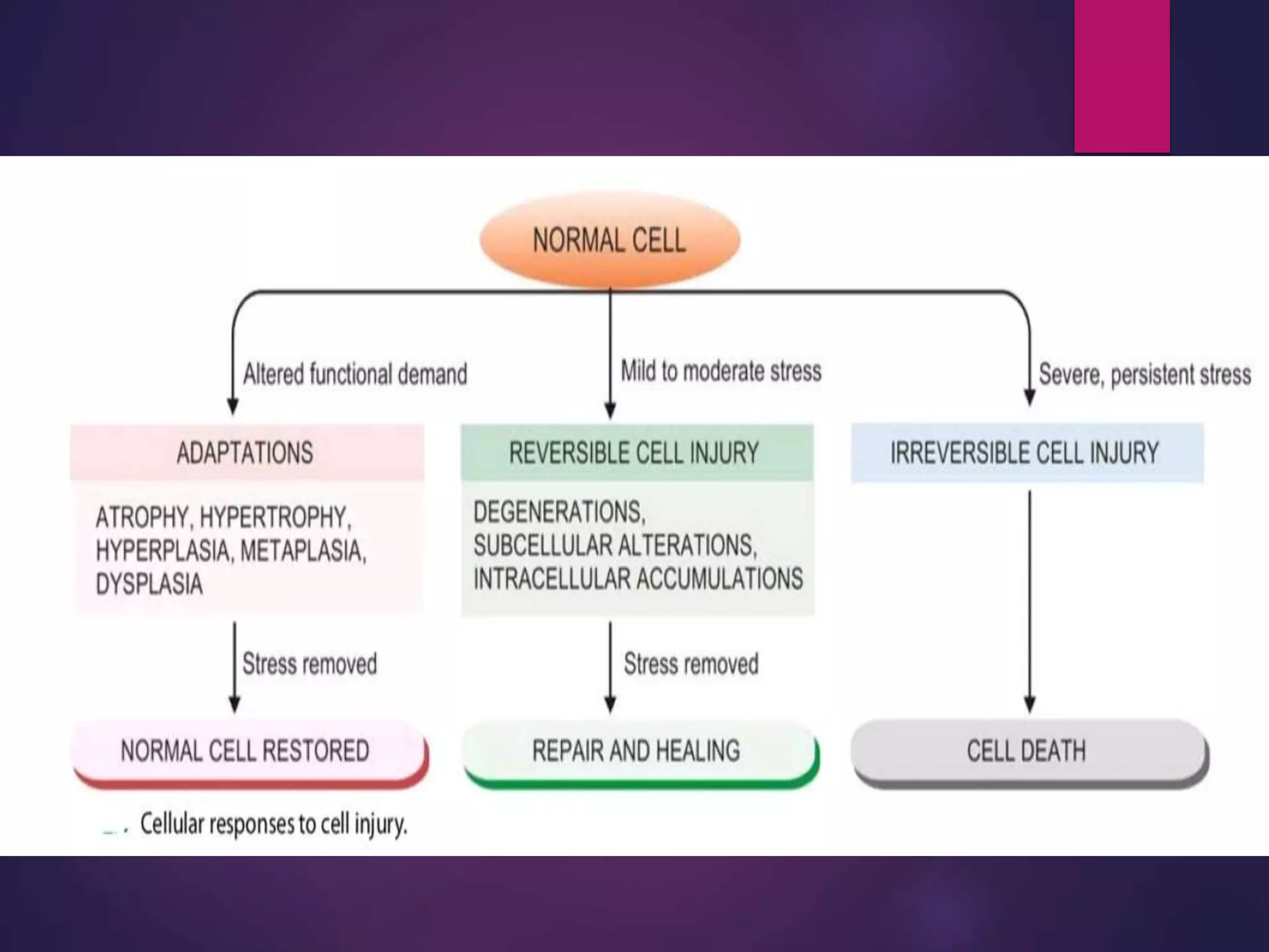 Cell injury-I Overview of cellular necrosis | PPTX