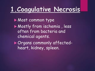 Cell injury-I Overview of cellular necrosis | PPTX