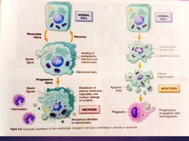 Cell injury-I Overview of cellular necrosis | PPTX