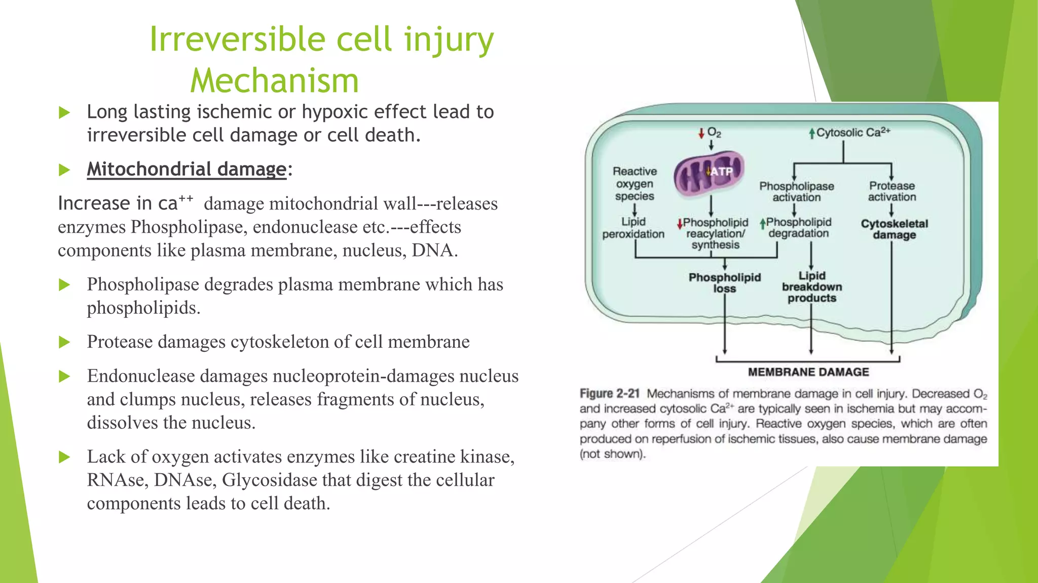Cell injury | PPTX