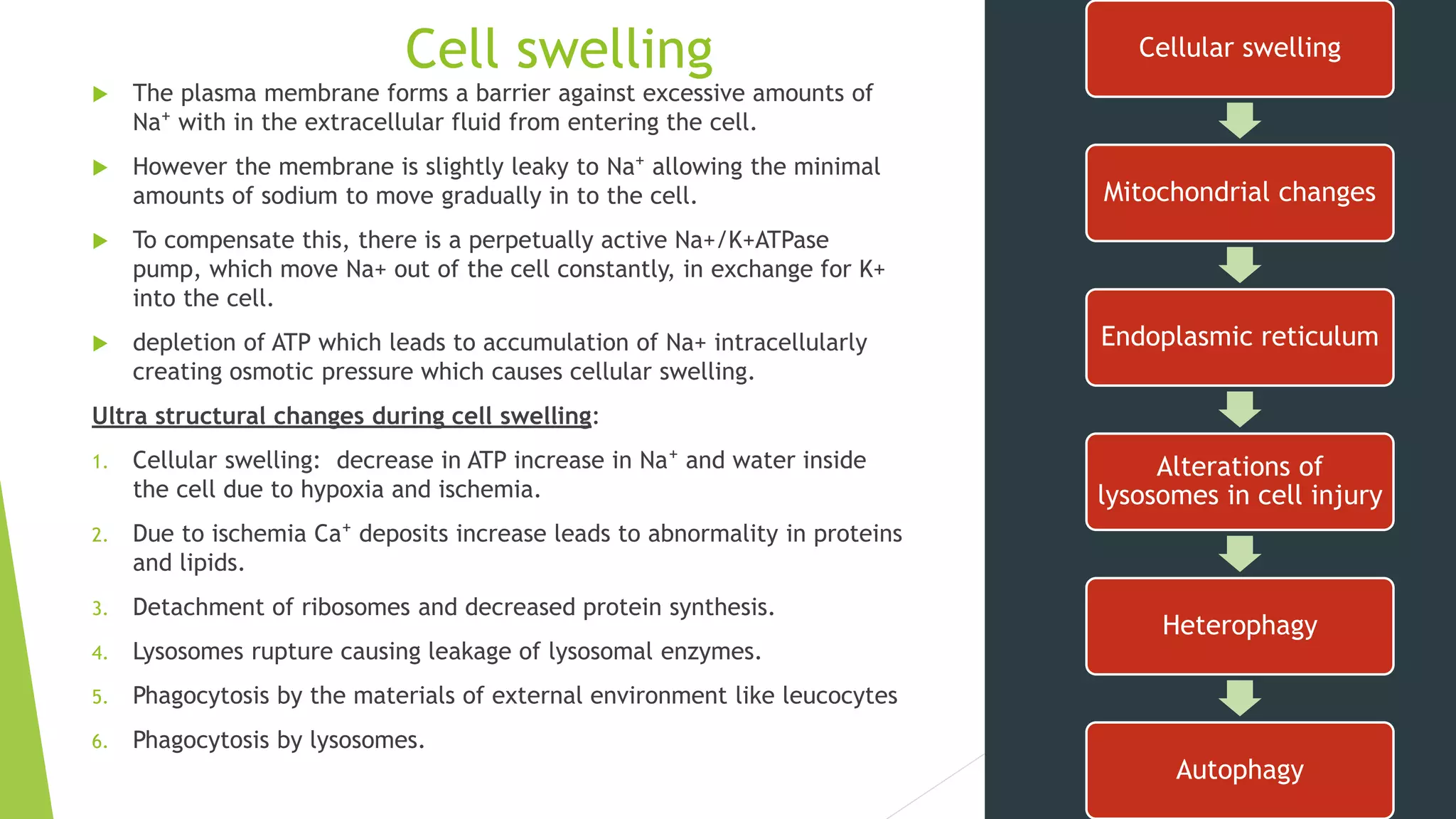 Cell injury | PPTX