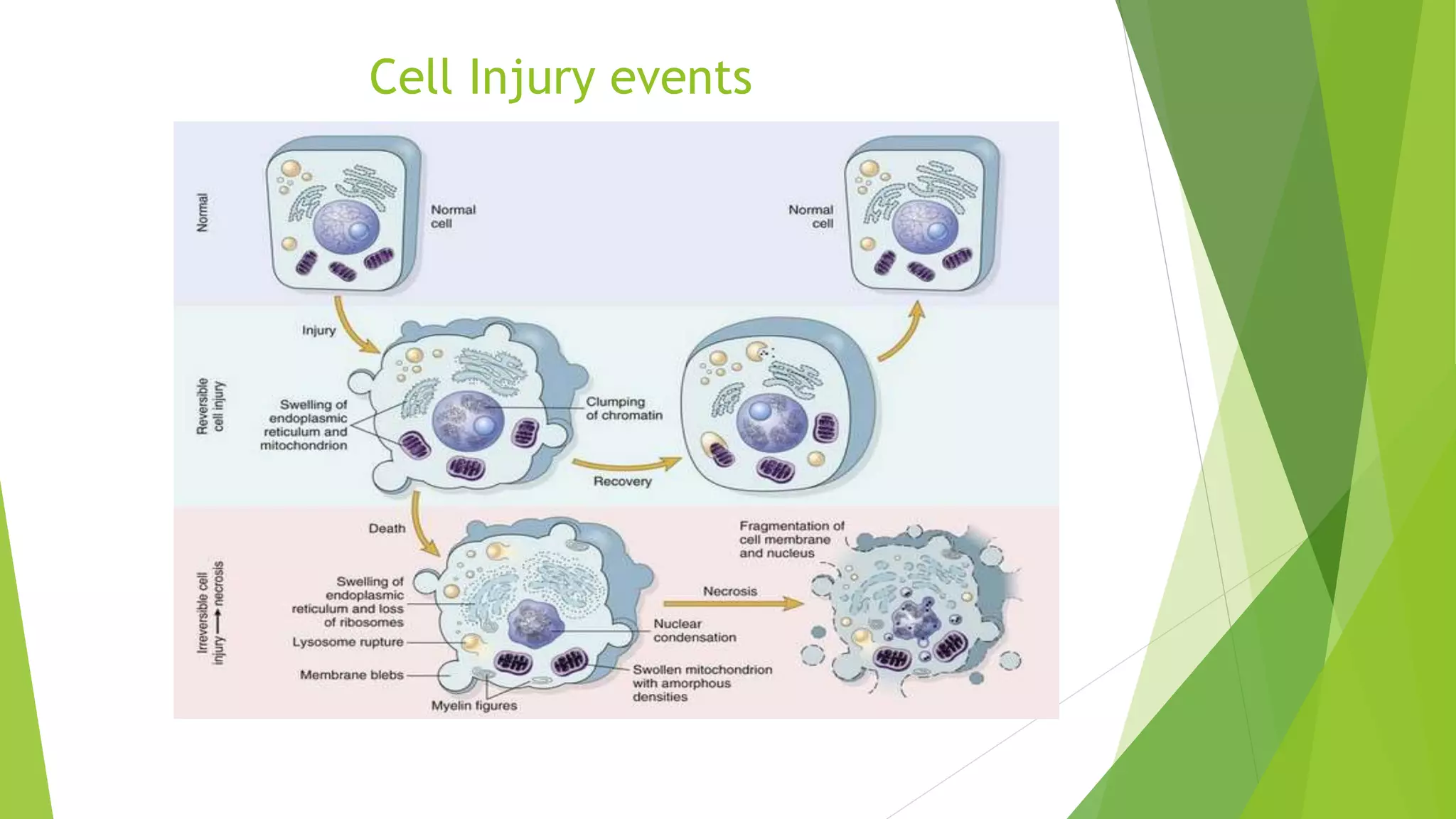 Cell injury | PPTX