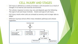 Cell injury | PPTX | Chemistry | Science