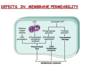 Cell injury - mechanism | PPTX | Chemistry | Science