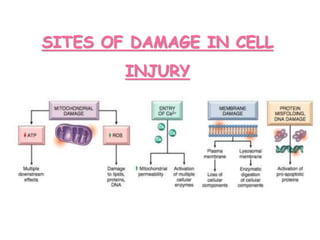 Cell injury - mechanism | PPTX | Chemistry | Science
