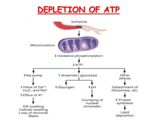Cell injury - mechanism | PPTX | Chemistry | Science