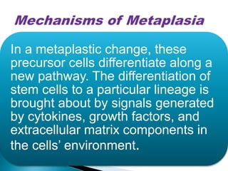 Cell injury metaplasia l autosaved] | PPT