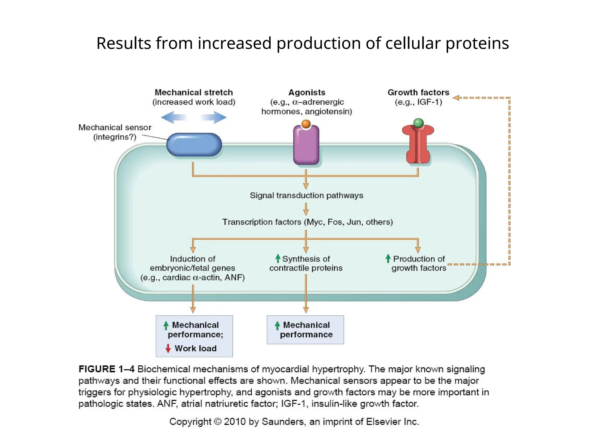 Cell injury-necrosis.ppt,types of necrosis, morphology | PPT