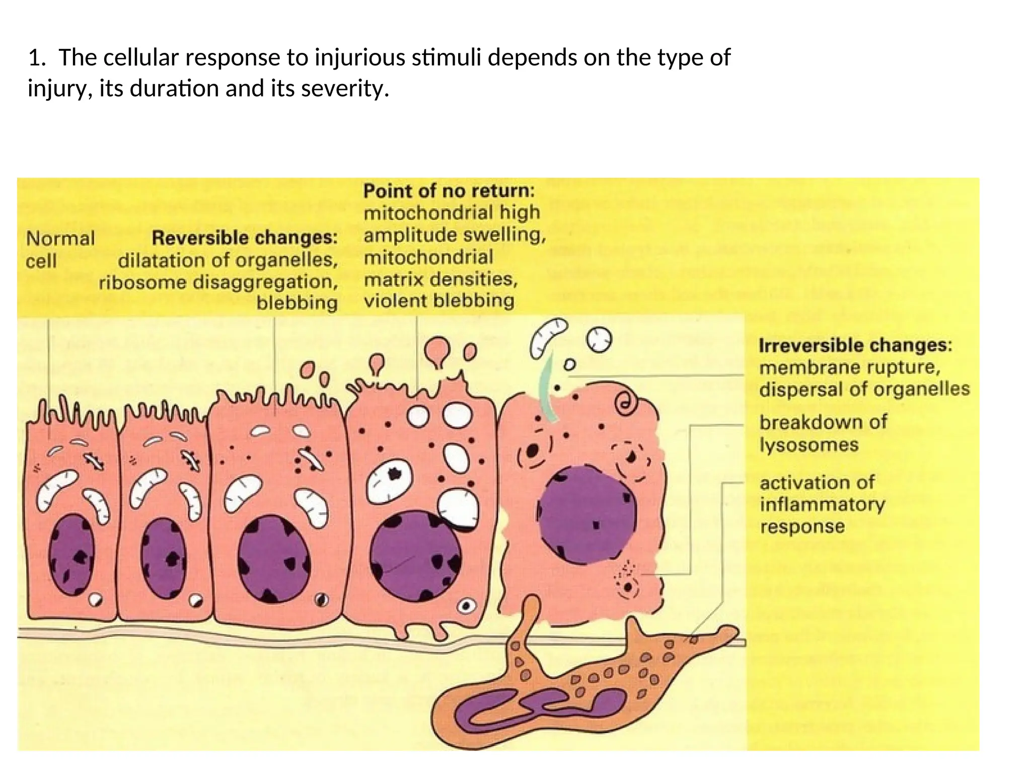 Cell injury-necrosis.ppt,types of necrosis, morphology | PPT