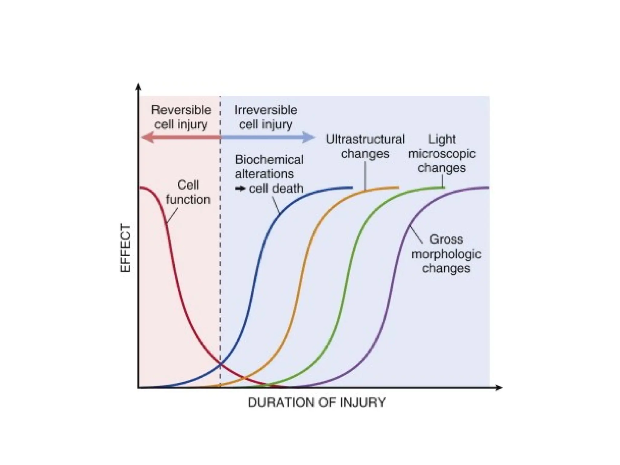 Cell injury-necrosis.ppt,types of necrosis, morphology | PPT