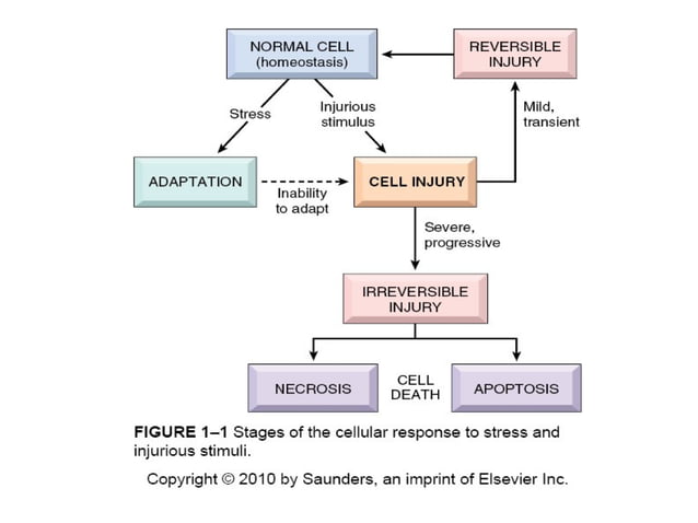 Cell injury-necrosis.ppt,types of necrosis, morphology | PPT