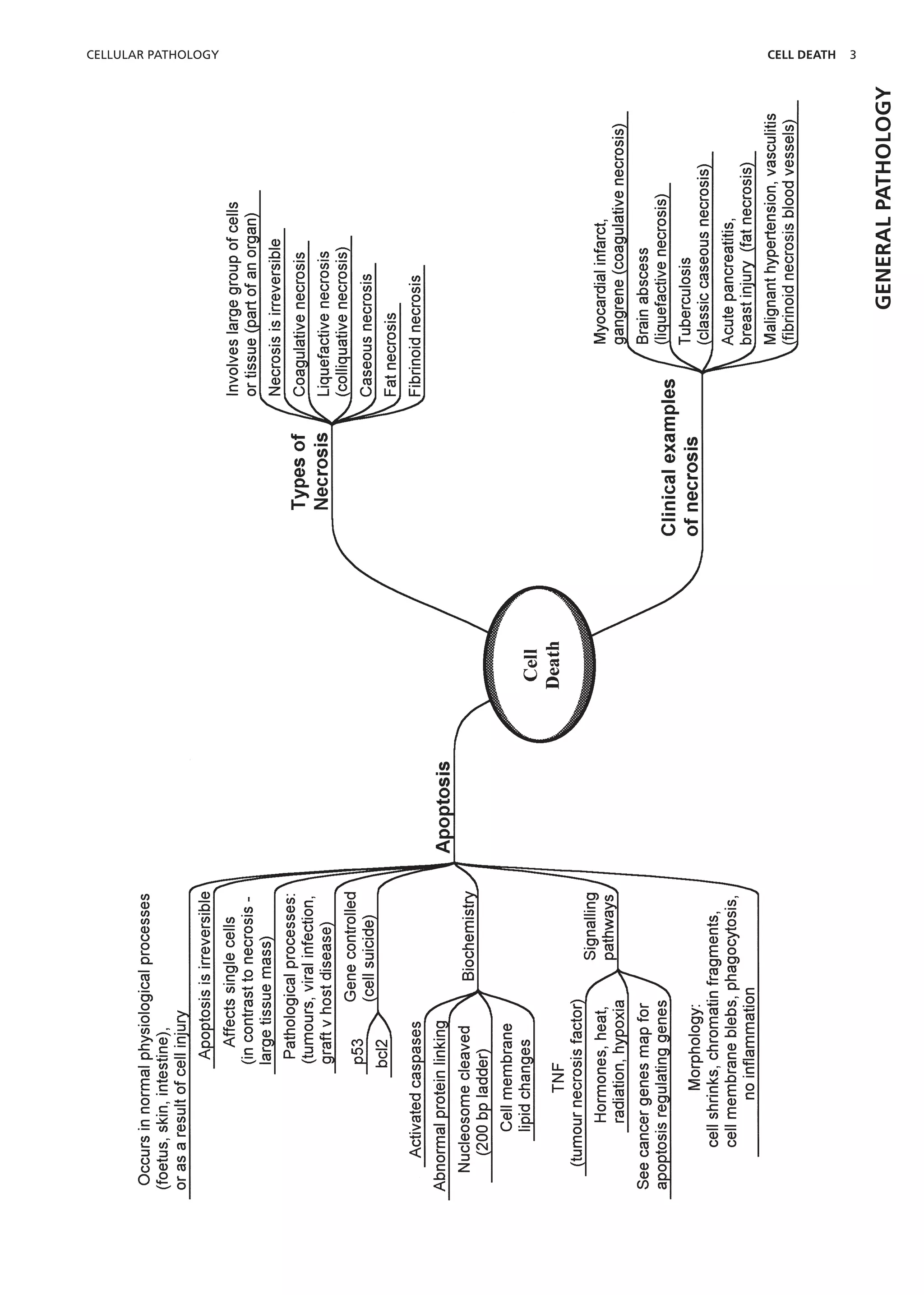 Cell injury pathology mind map | PDF