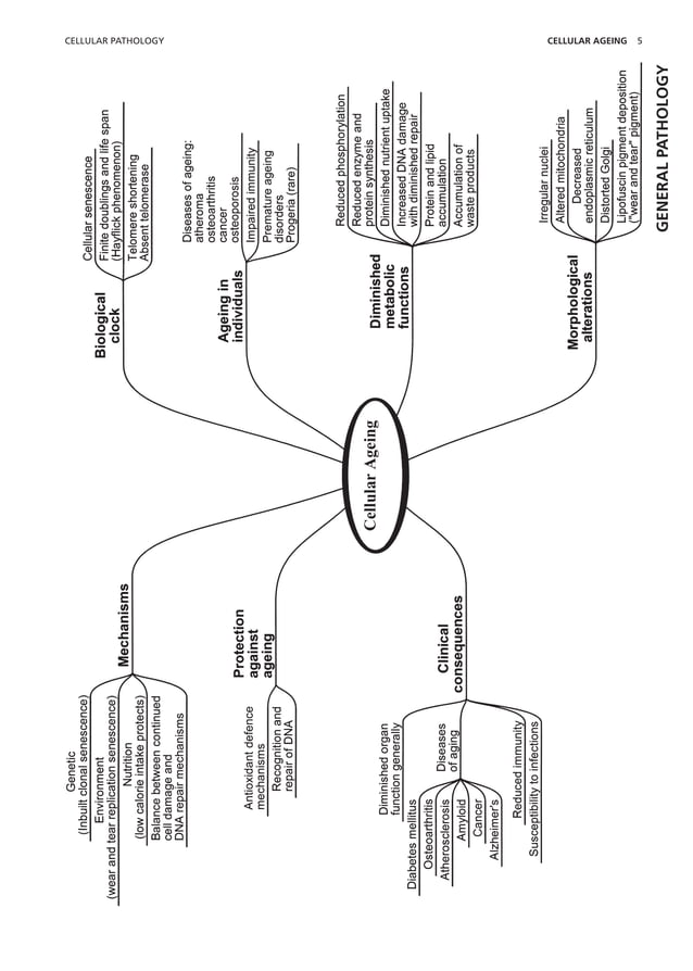 Cell injury pathology mind map | PDF