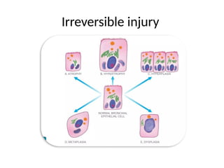 CELL INJURY and Adaptation with its types and examples | PPTX