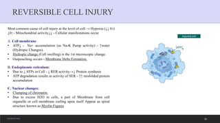 Pathology Cell Injury and cell adaptation | PDF