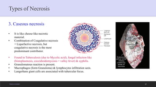 Pathology Cell Injury and cell adaptation | PDF