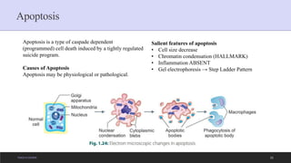 Pathology Cell Injury and cell adaptation | PDF