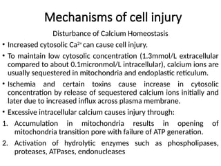 CELL INJURY MBBS YEAR 4 PATHOLOGY 1 .pptx | Diseases and Conditions ...