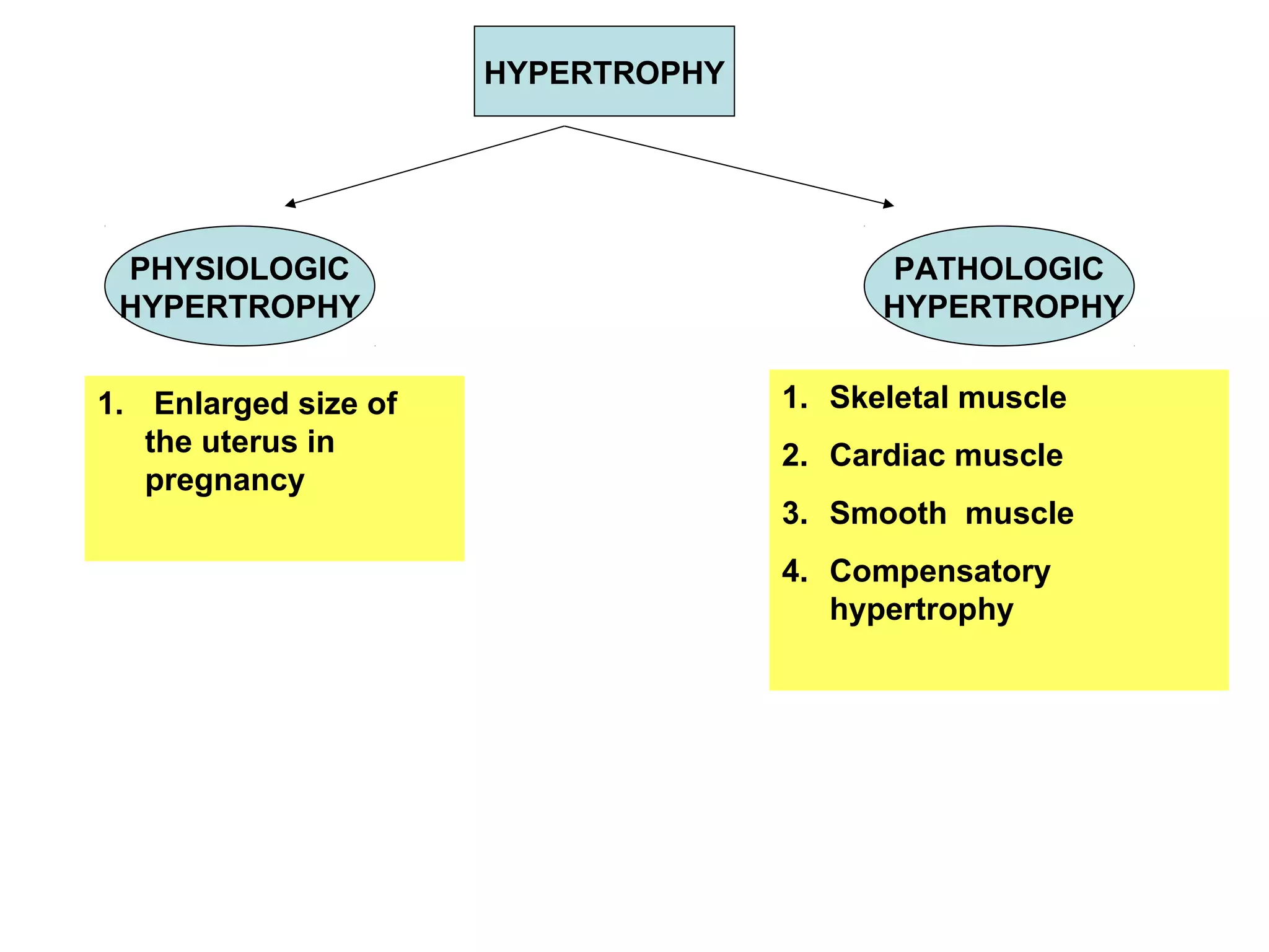 Cell injury: CELL ADAPTATIONS | PPT