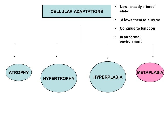 Cell injury: CELL ADAPTATIONS