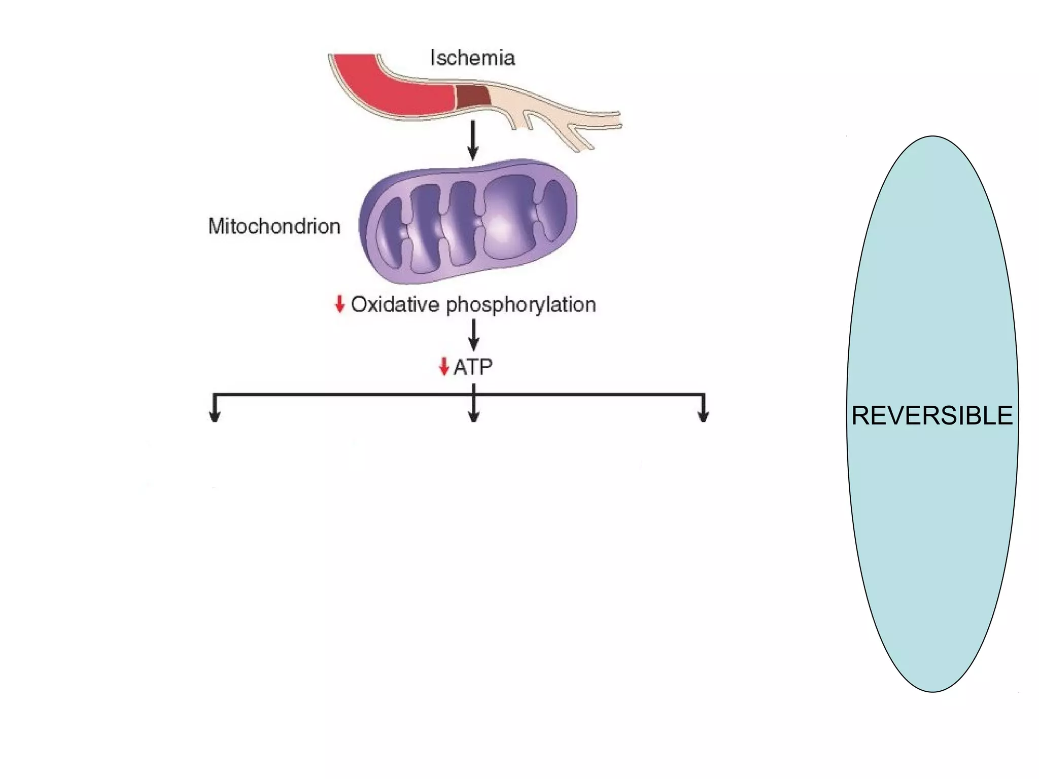 Cell injury: causes, pathogenesis, Morphology of reversible cell injury ...
