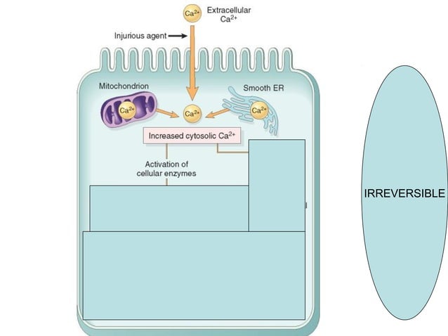 Cell injury: causes, pathogenesis, Morphology of reversible cell injury ...