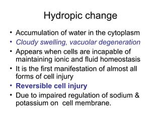 Cell injury: causes, pathogenesis, Morphology of reversible cell injury ...