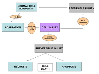 Cell injury: causes, pathogenesis, Morphology of reversible cell injury ...