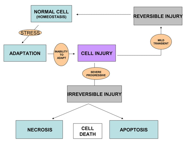 Cell injury: causes, pathogenesis, Morphology of reversible cell injury ...