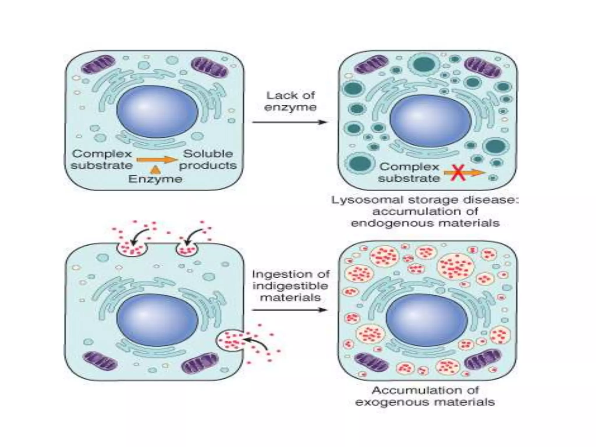 Cell injury : Intracellular accumulations | PPTX