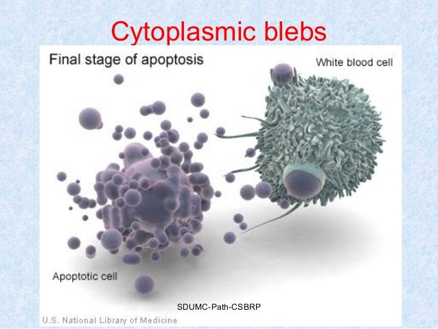 Cell injuryadaptation 4