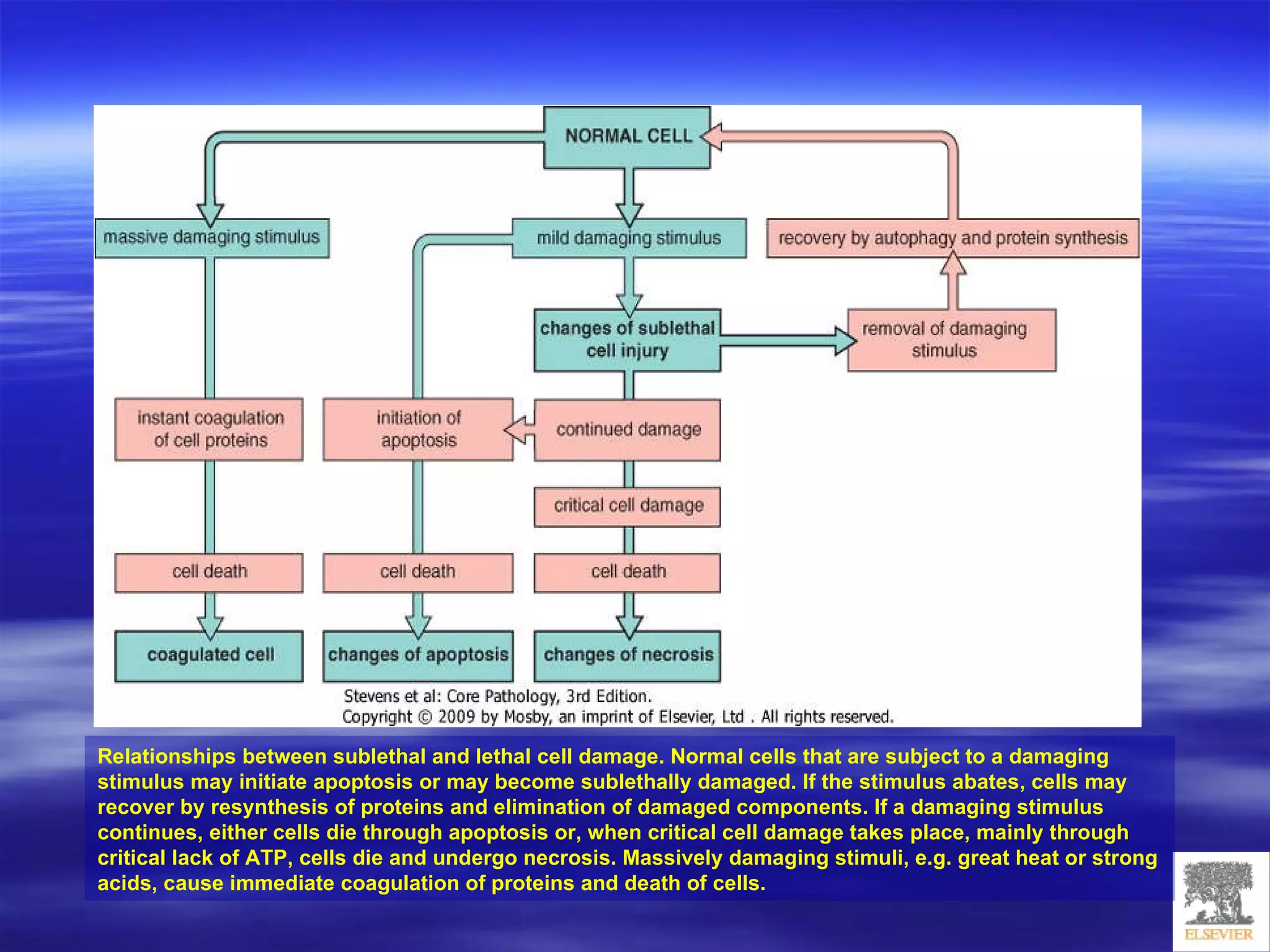 Cell Injury, Adaptation And Accumulations | PPT