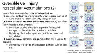 Cell Injury and Cell Death | PDF