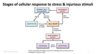 Cell Injury and Cell Death | PDF