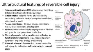 Cell Injury and Cell Death | PDF