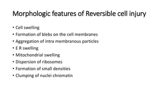 Cell injury and cell death2 | PPTX