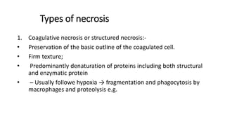 Cell injury and cell death2 | PPTX