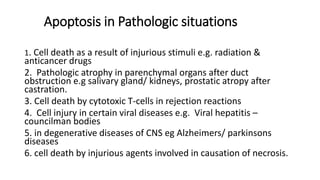 Cell injury and cell death2 | PPTX