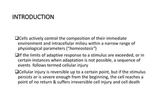 Cell injury and cell death2 | PPT