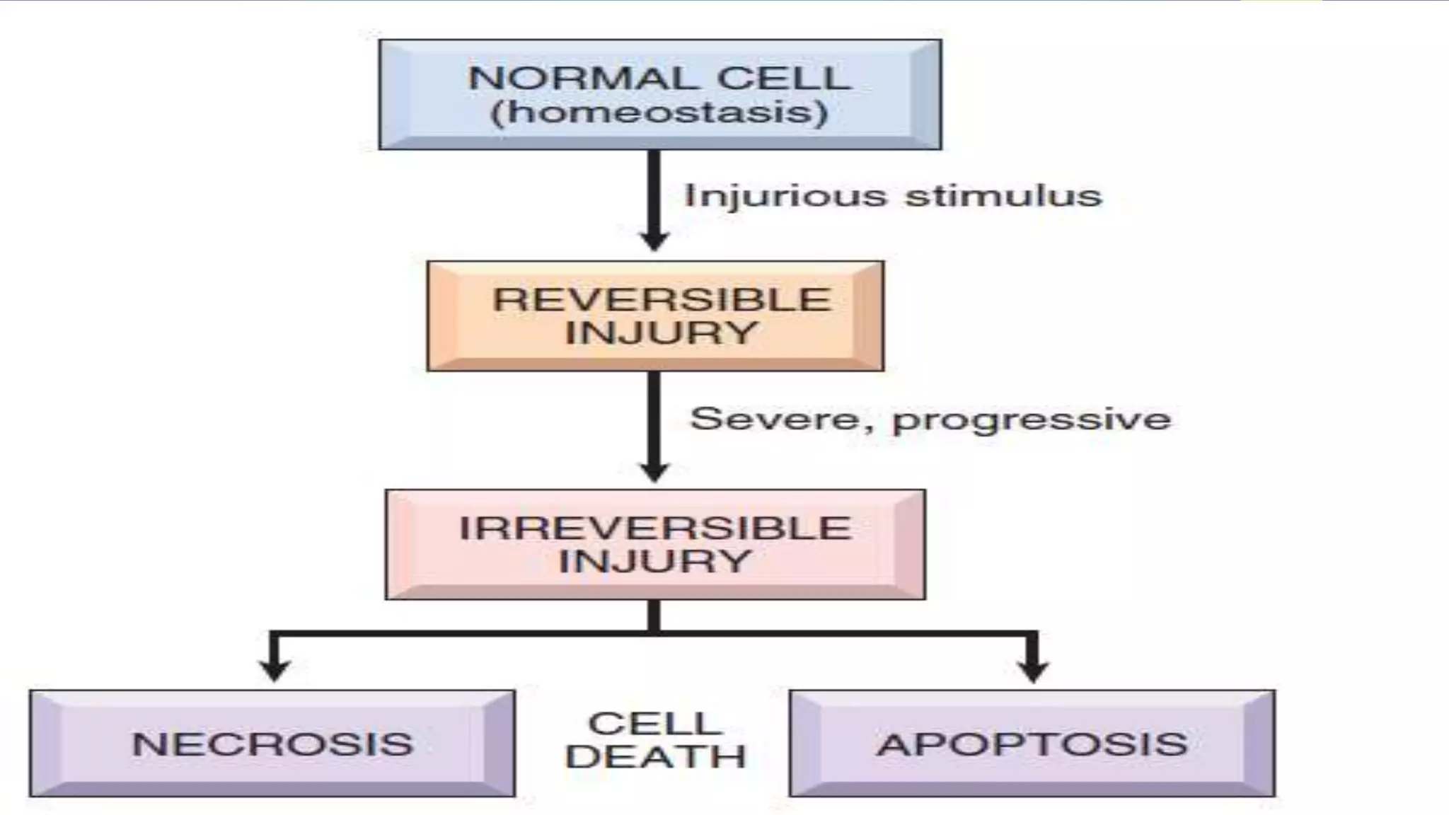 Cell injury and hypertrophy | PPTX