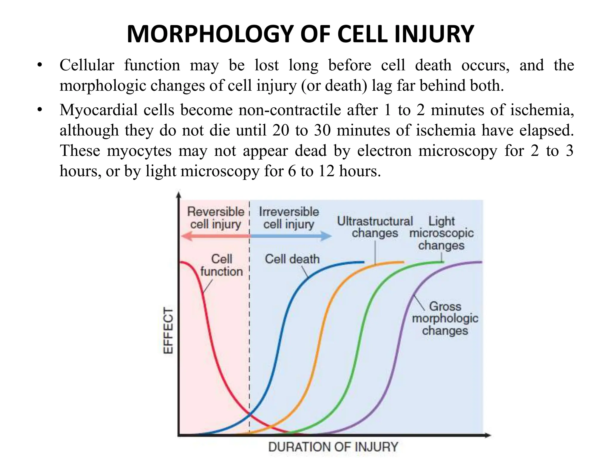 cell injury and necrosis mechanism Pathology.ppt