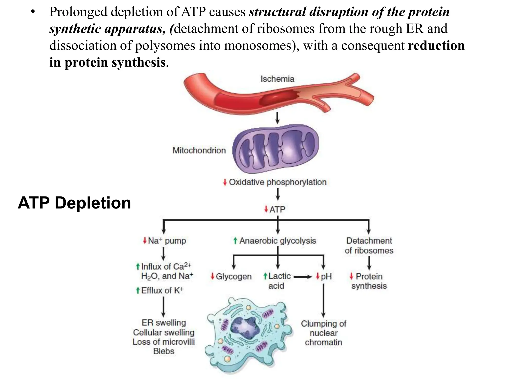 cell injury and necrosis mechanism Pathology.ppt