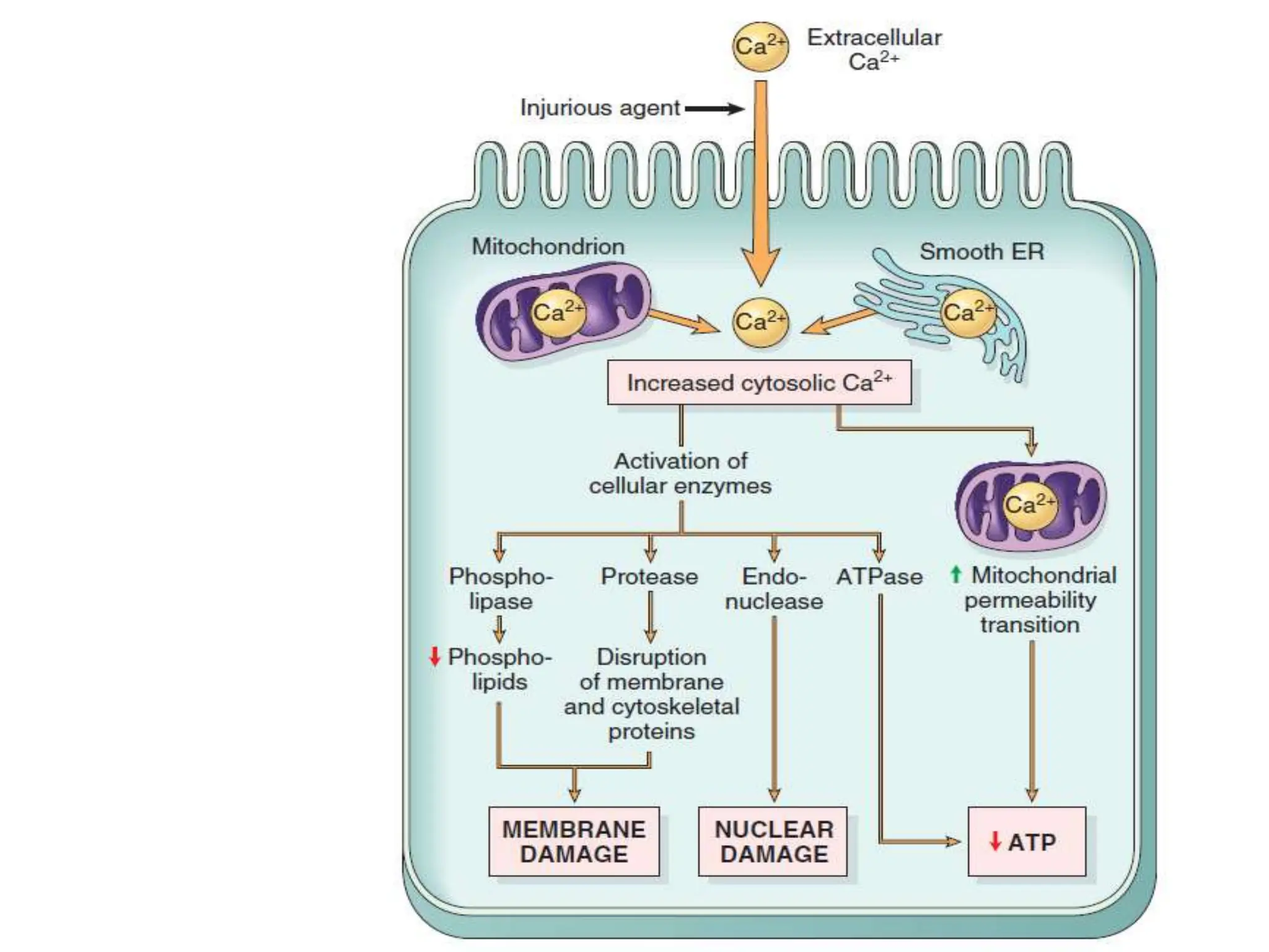 cell injury and necrosis mechanism Pathology.ppt