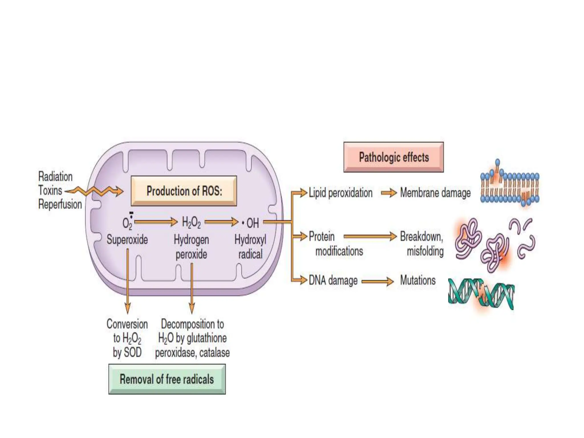 cell injury and necrosis mechanism Pathology.ppt
