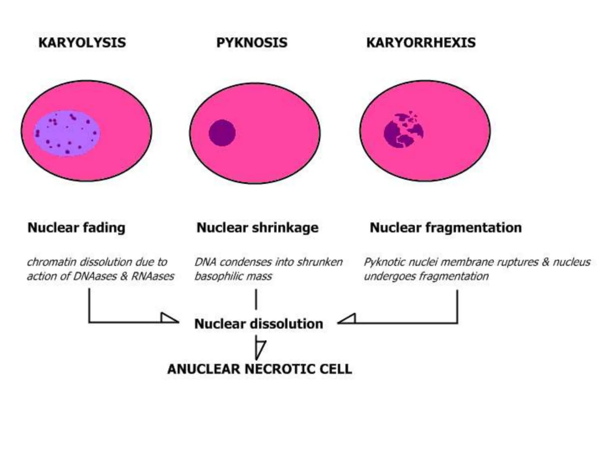 cell injury and necrosis mechanism Pathology.ppt