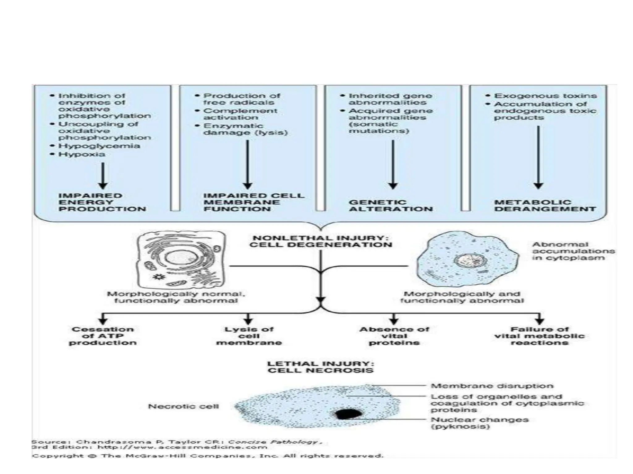 cell injury and necrosis mechanism Pathology.ppt
