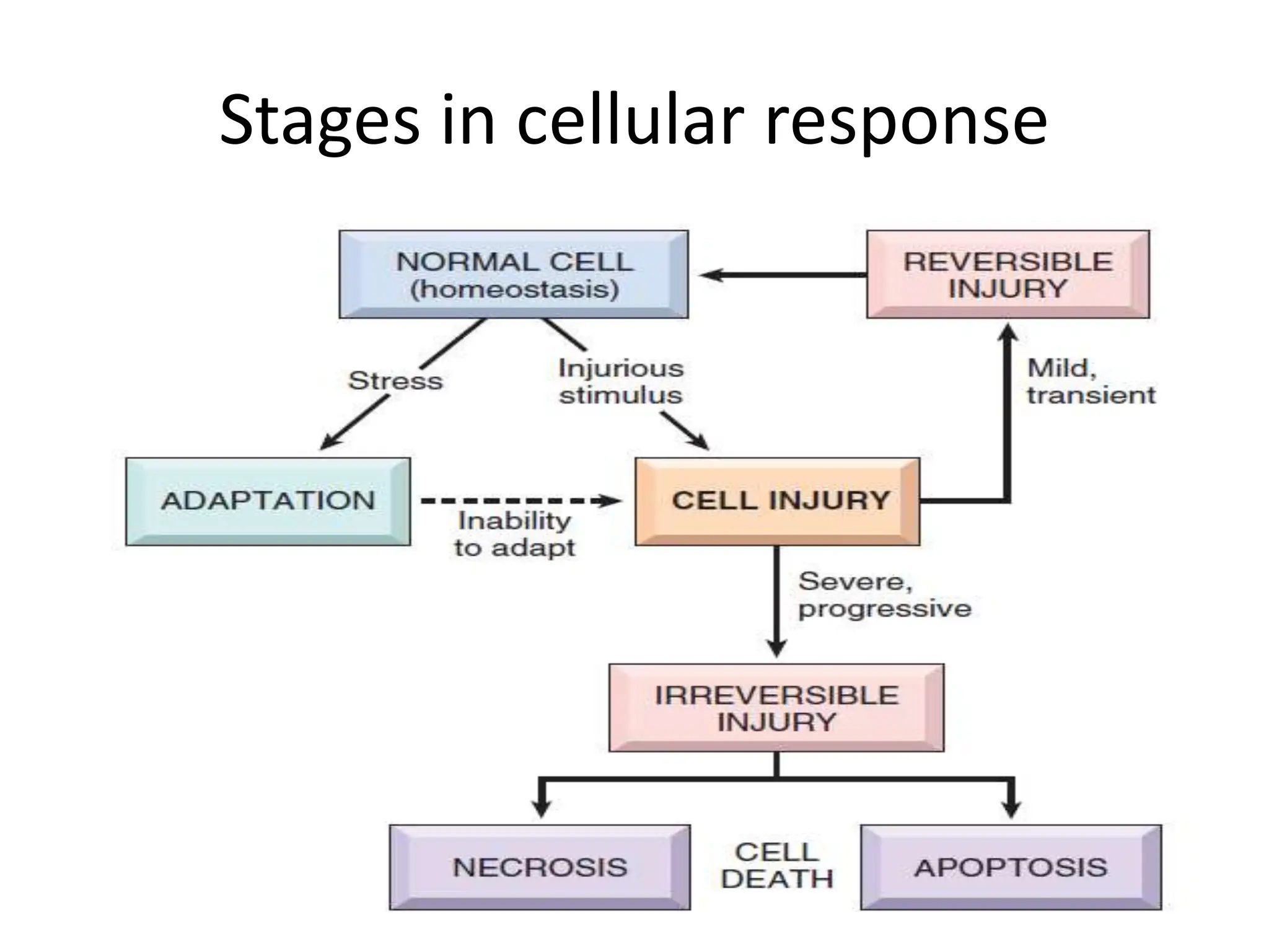 cell injury and necrosis mechanism Pathology.ppt