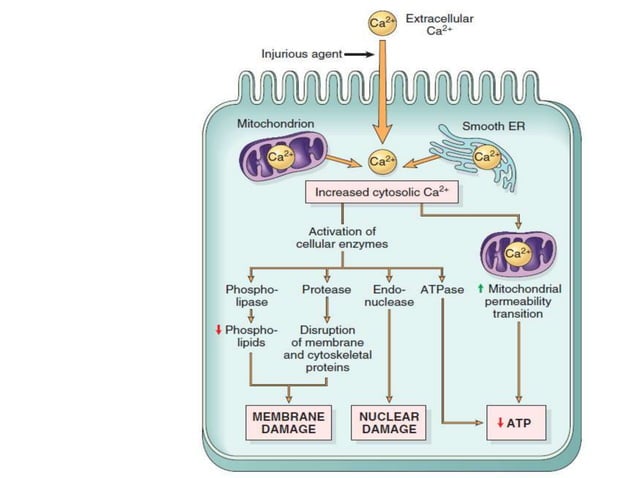 cell injury and necrosis mechanism Pathology.ppt